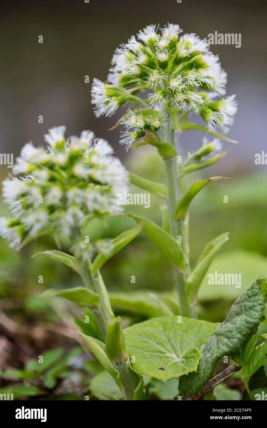Plant with suborbicular leaves hi-res stock photography and images - Alamy