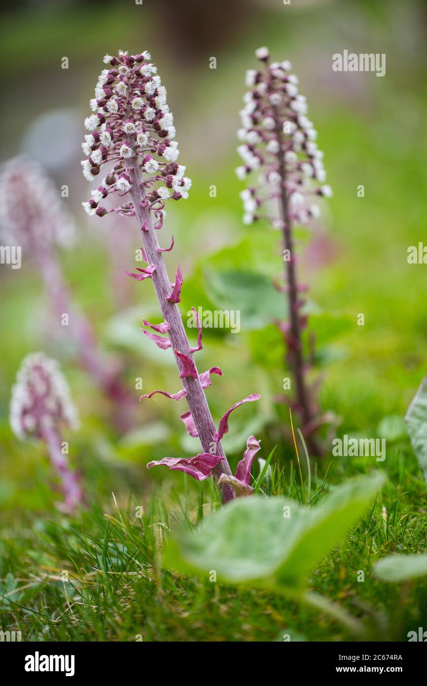Plant with suborbicular leaves hi-res stock photography and images - Alamy