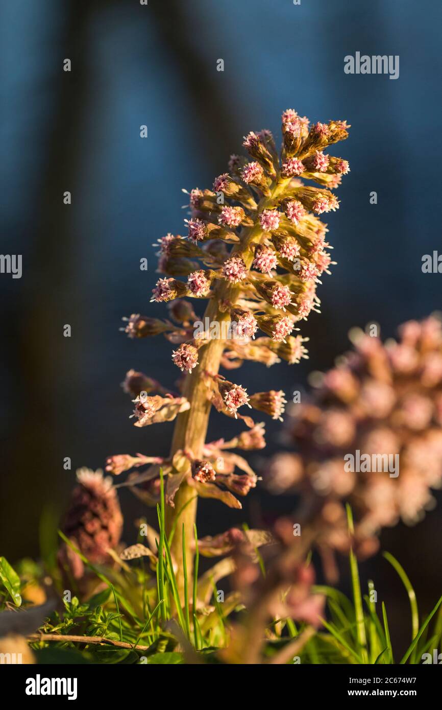 Butterbur plant hi-res stock photography and images - Alamy