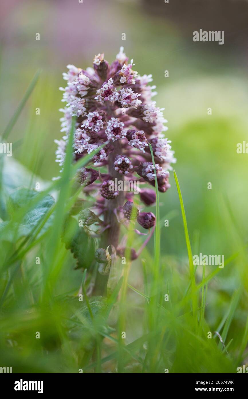Purple butterbur hi-res stock photography and images - Alamy