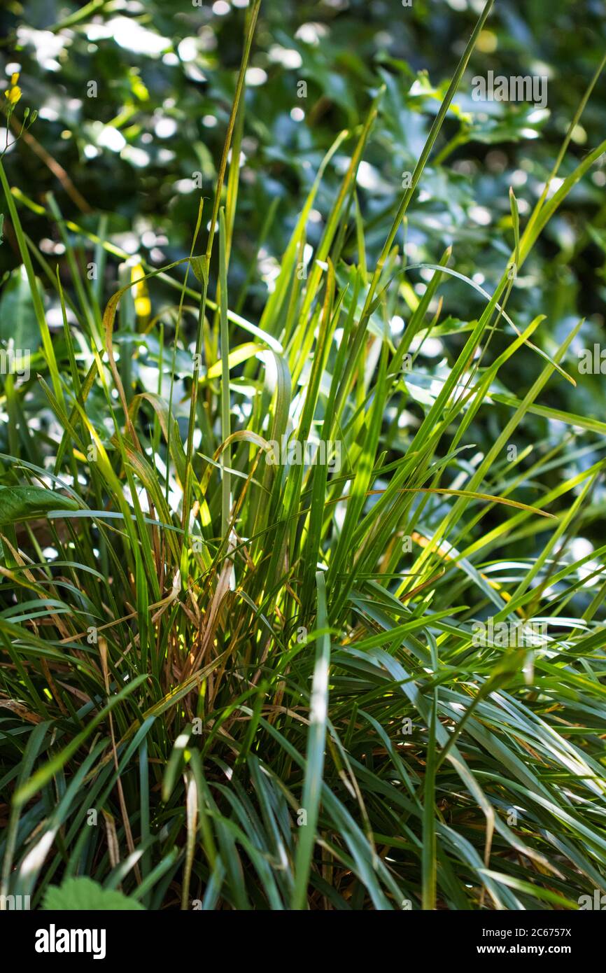 Broad slope hi-res stock photography and images - Alamy