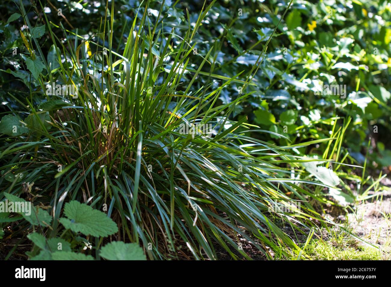 Broad slope hi-res stock photography and images - Alamy