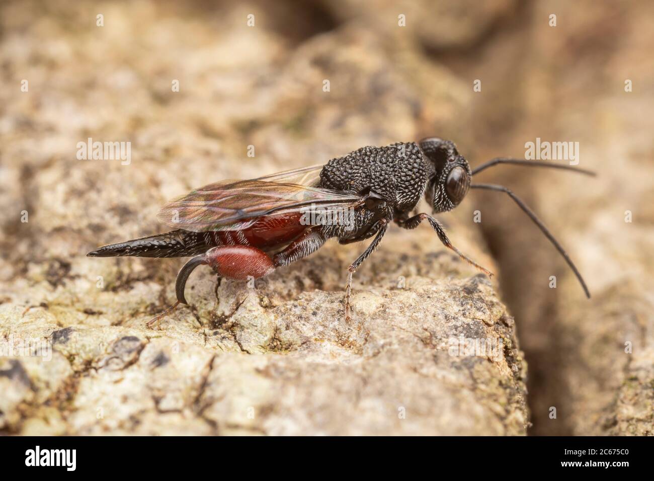 Parasitoid wasps hi-res stock photography and images - Alamy