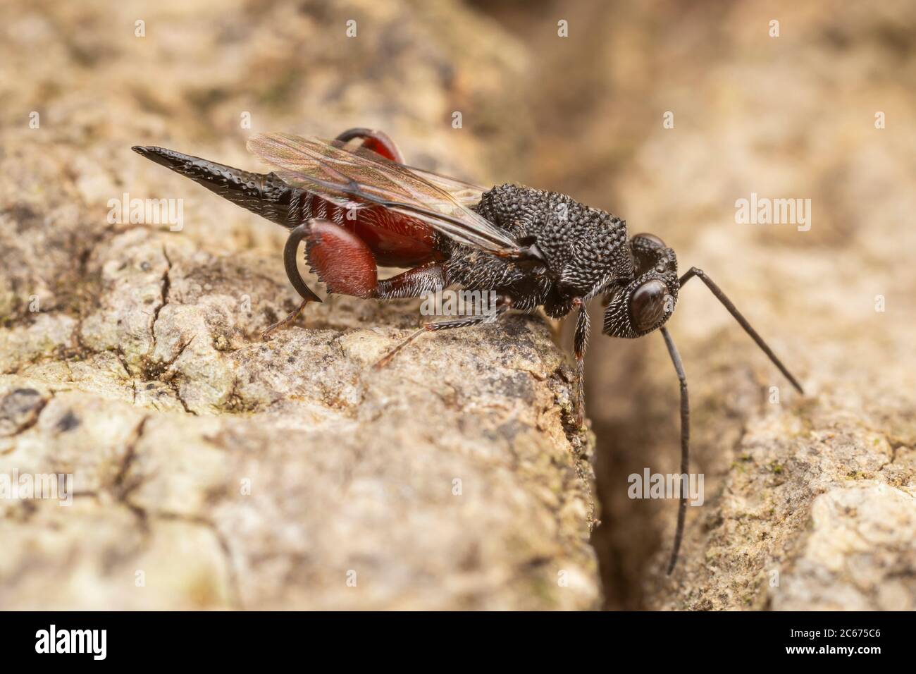 A female Chalcid Wasp (Phasgonophora sulcata) explores the bark of dead ...