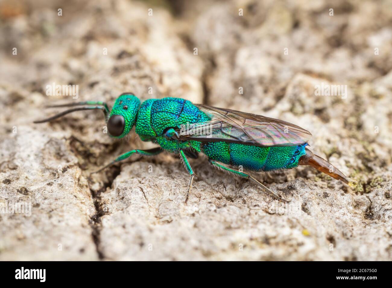 A female Cuckoo Wasp (Chrysis sp.) in the process of ovipositing Stock ...