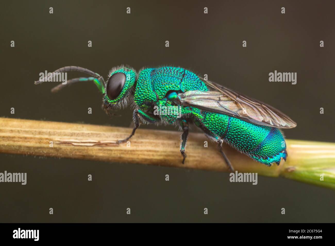 Cuckoo Wasp (Chrysis inaequidens Stock Photo - Alamy