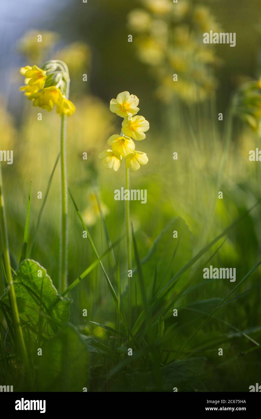 True oxlip or oxlip Stock Photo - Alamy