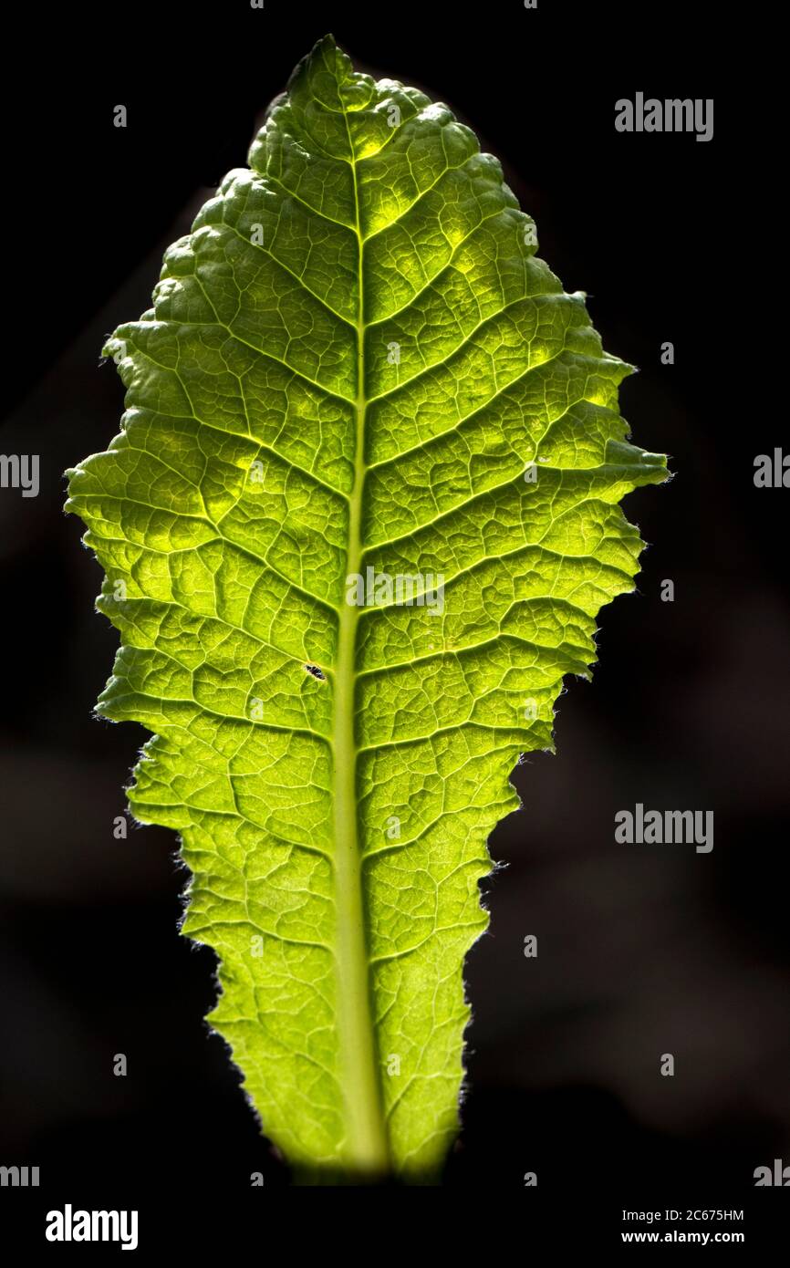 Primrose leaf hi-res stock photography and images - Alamy