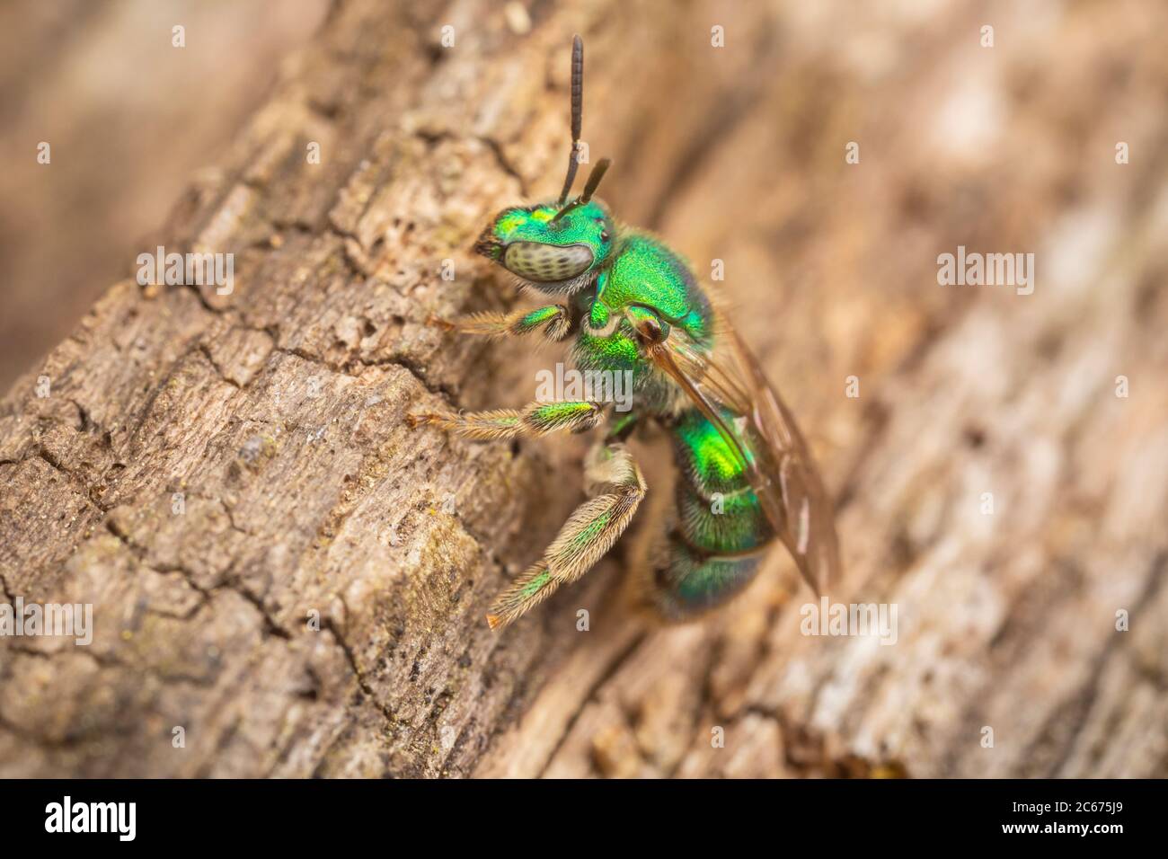 Complex augochloropsis metallica hi-res stock photography and images ...