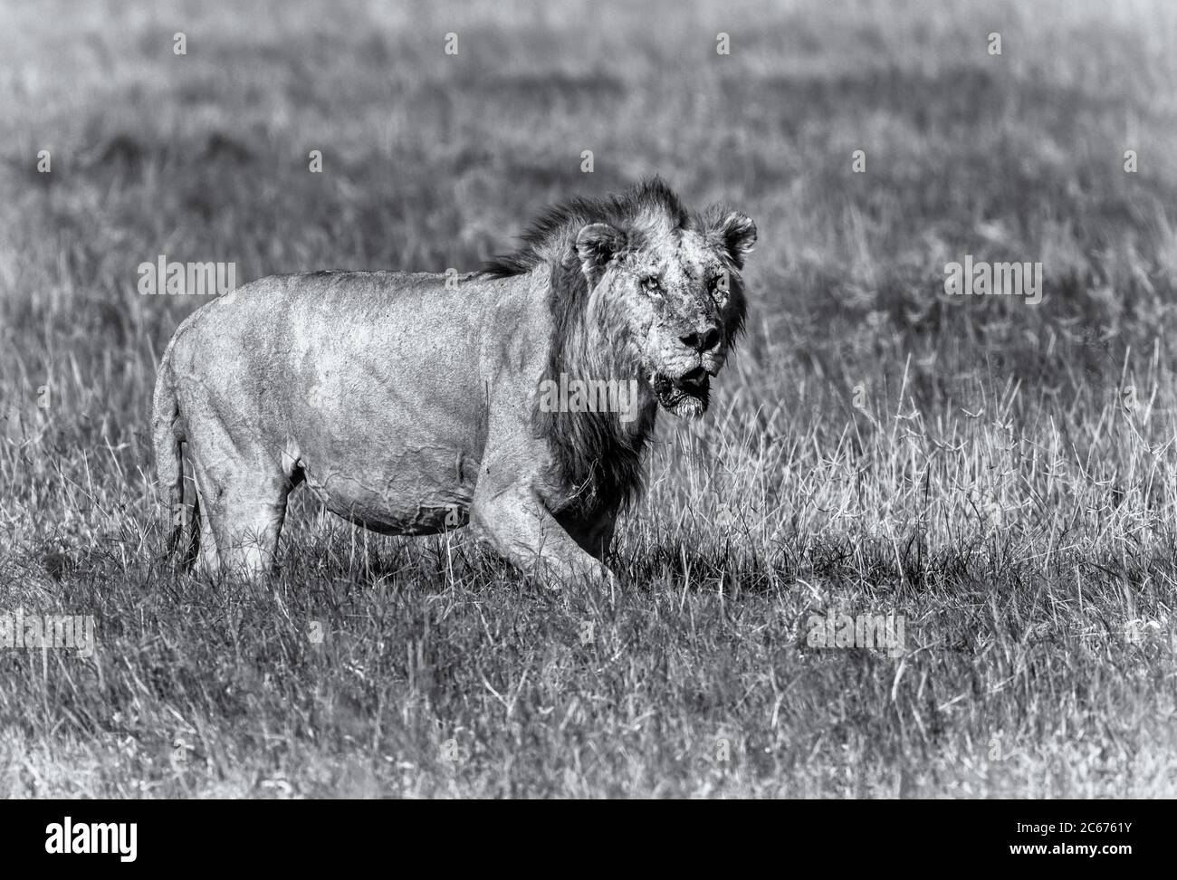 Male lion with injured face and bloody eye, walking across African ...