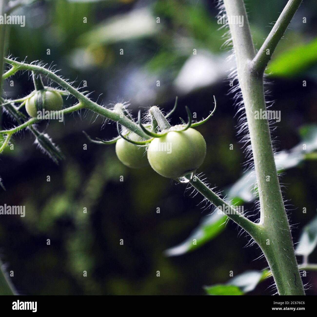 Green tamatar plant hi-res stock photography and images - Alamy