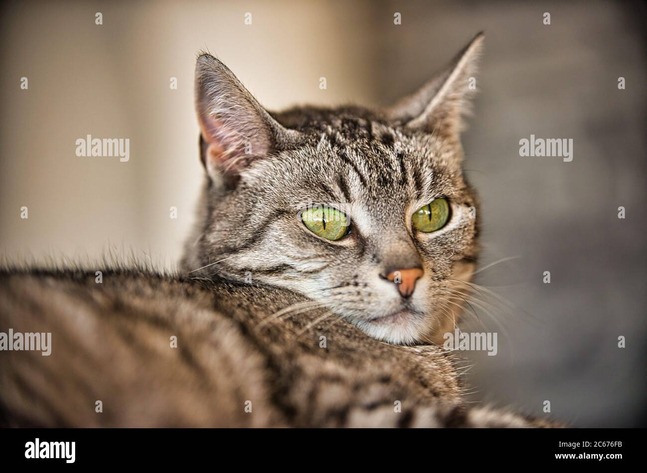 Portrait of a cat of the breed European Shorthair Stock Photo - Alamy
