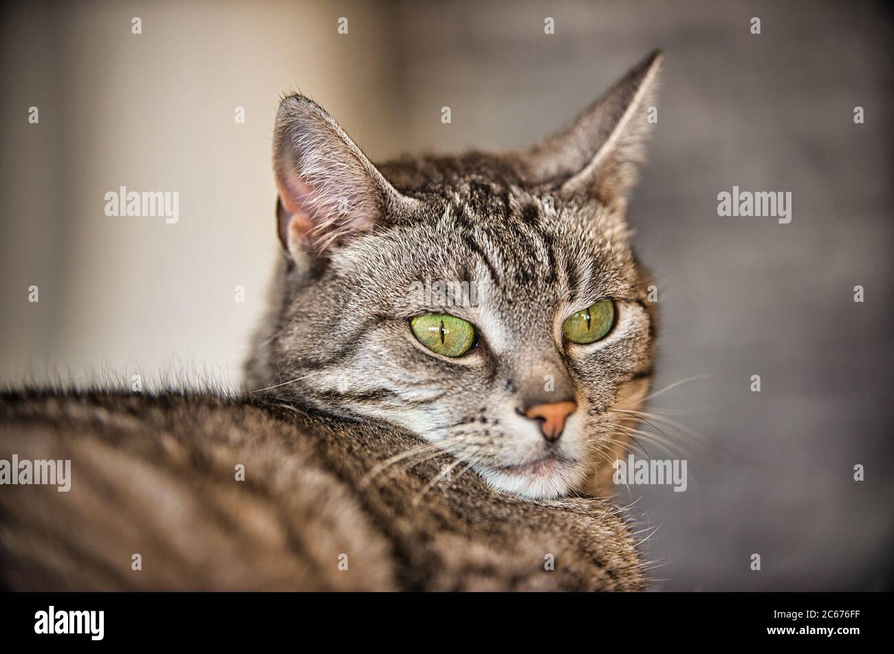 Portrait of a cat of the breed European Shorthair Stock Photo - Alamy