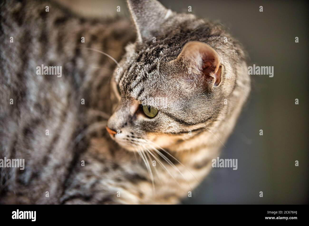 Portrait of a cat of the breed European Shorthair Stock Photo - Alamy