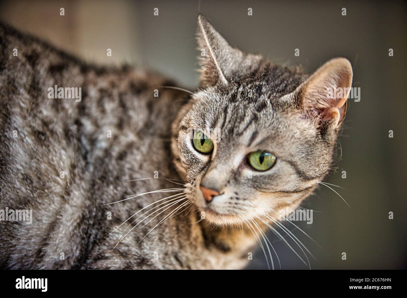 Portrait of a cat of the breed European Shorthair Stock Photo - Alamy
