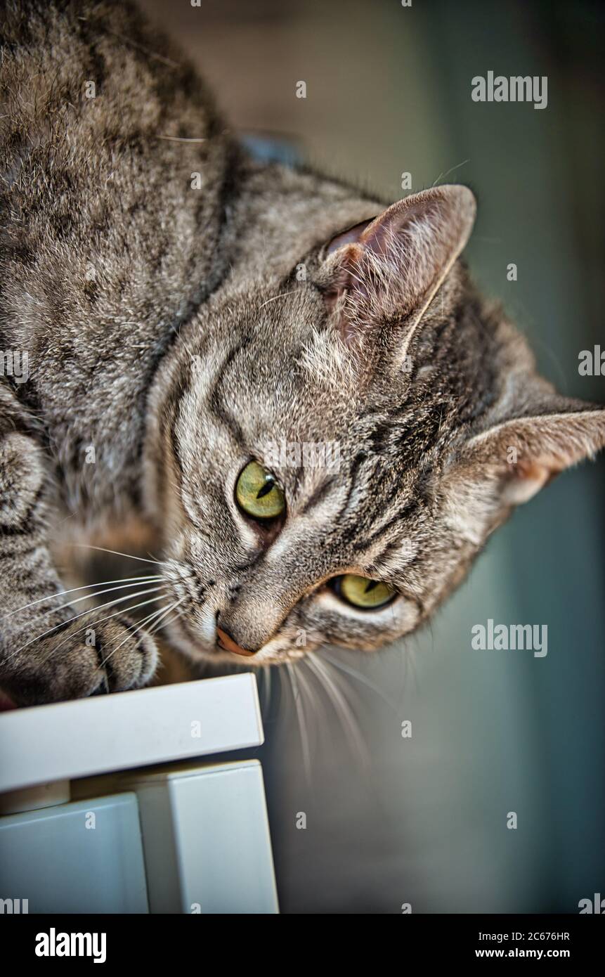 Portrait of a cat of the breed European Shorthair Stock Photo - Alamy