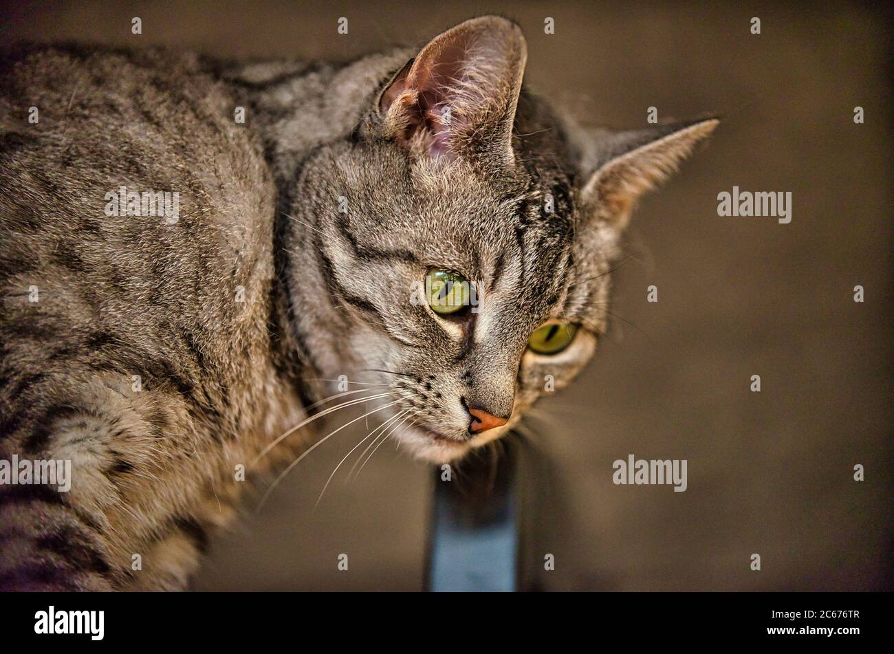Portrait of a cat of the breed European Shorthair Stock Photo - Alamy