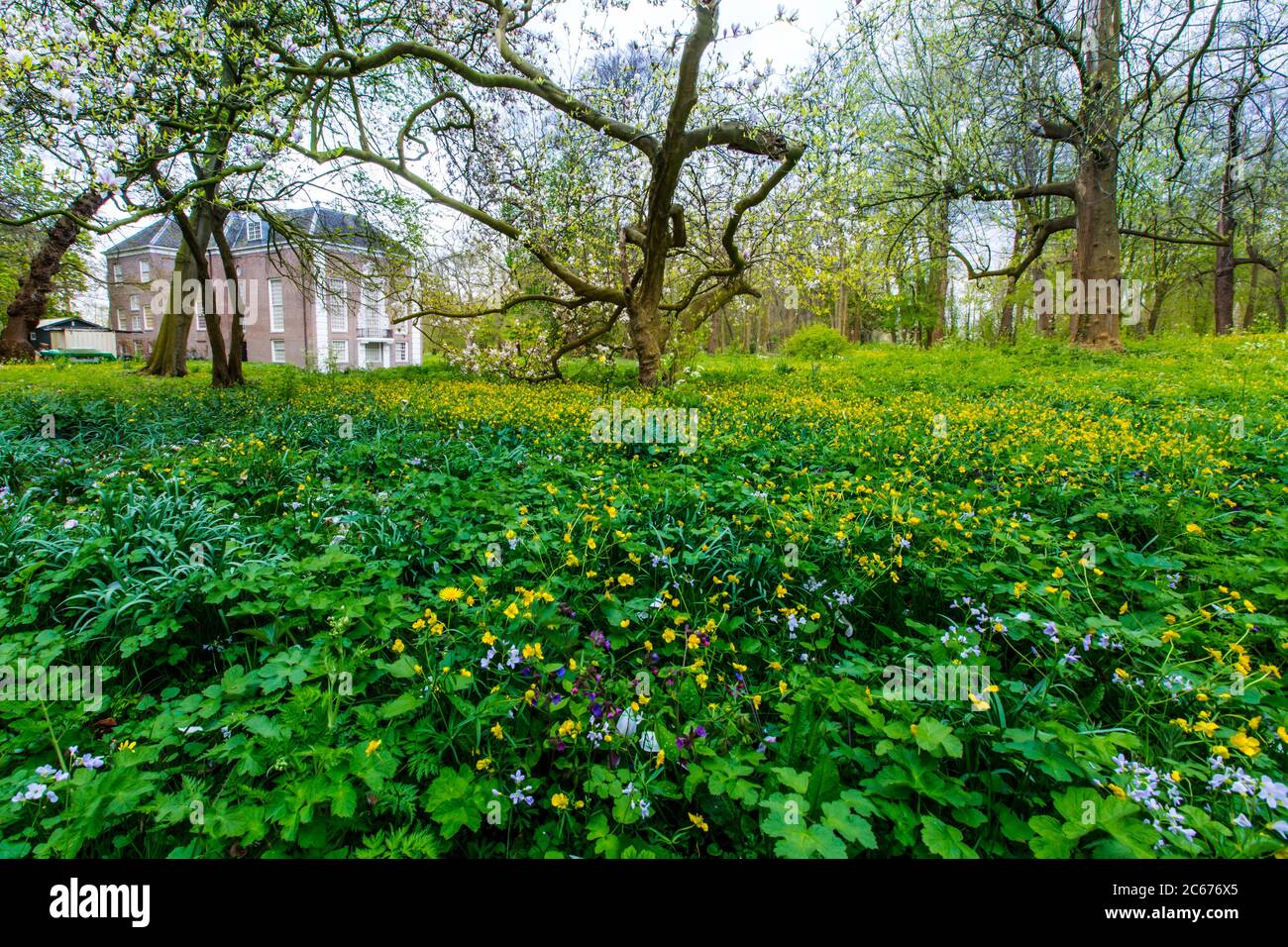 Goldilocks buttercup flowers Stock Photo - Alamy