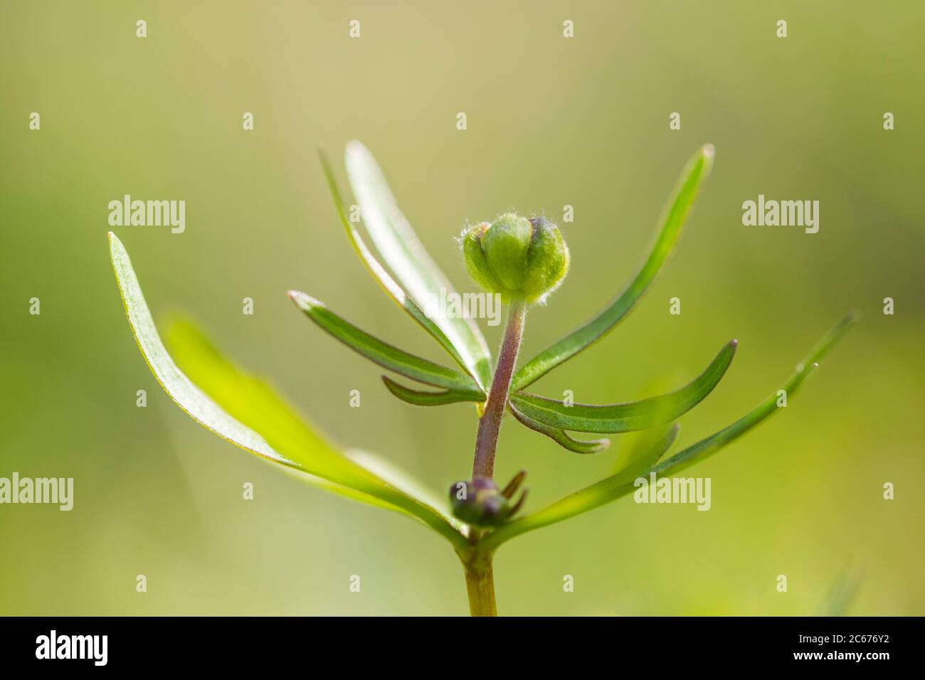 Goldilocks buttercup flower buds Stock Photo - Alamy