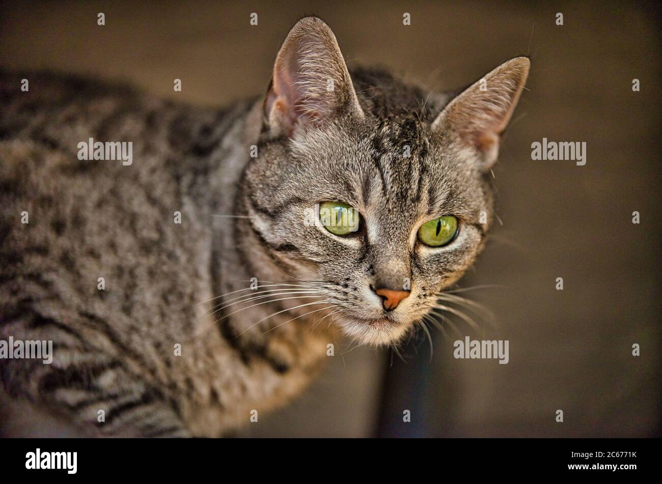 Portrait of a cat of the breed European Shorthair Stock Photo - Alamy