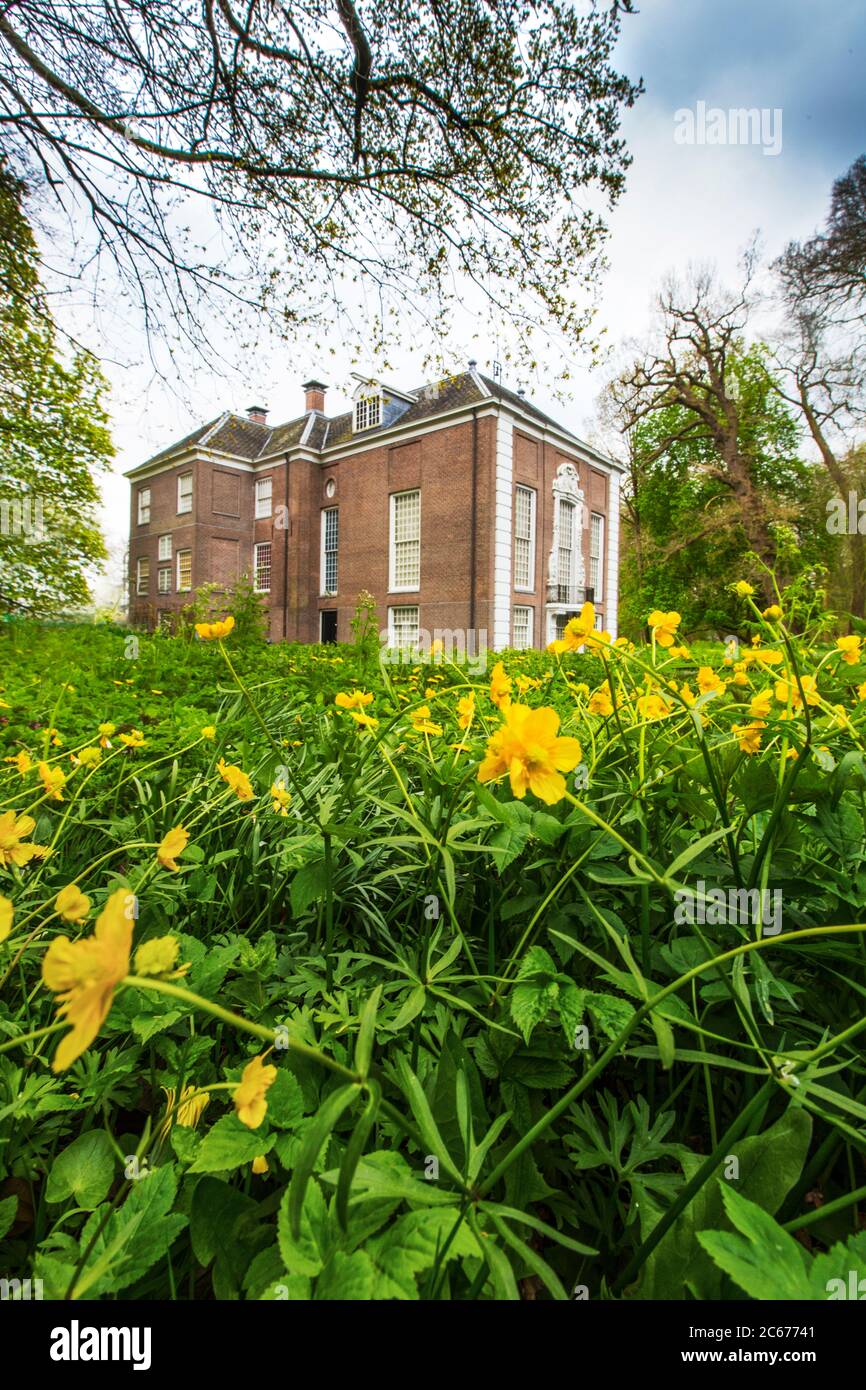 Goldilocks buttercup flowers Stock Photo - Alamy