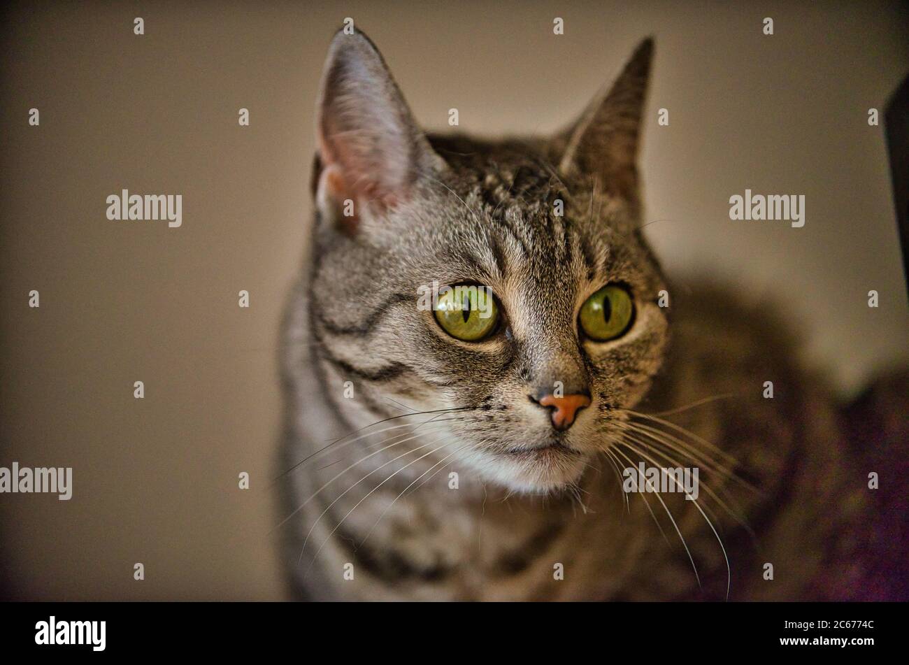Portrait of a cat of the breed European Shorthair Stock Photo - Alamy