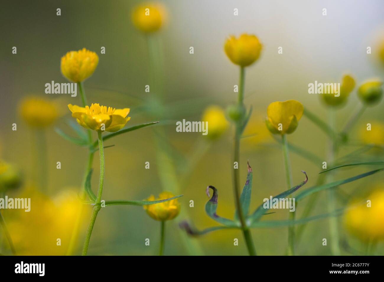 Goldilocks buttercup flowers Stock Photo - Alamy