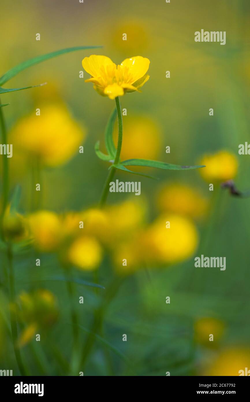 Goldilocks buttercup flowers Stock Photo - Alamy