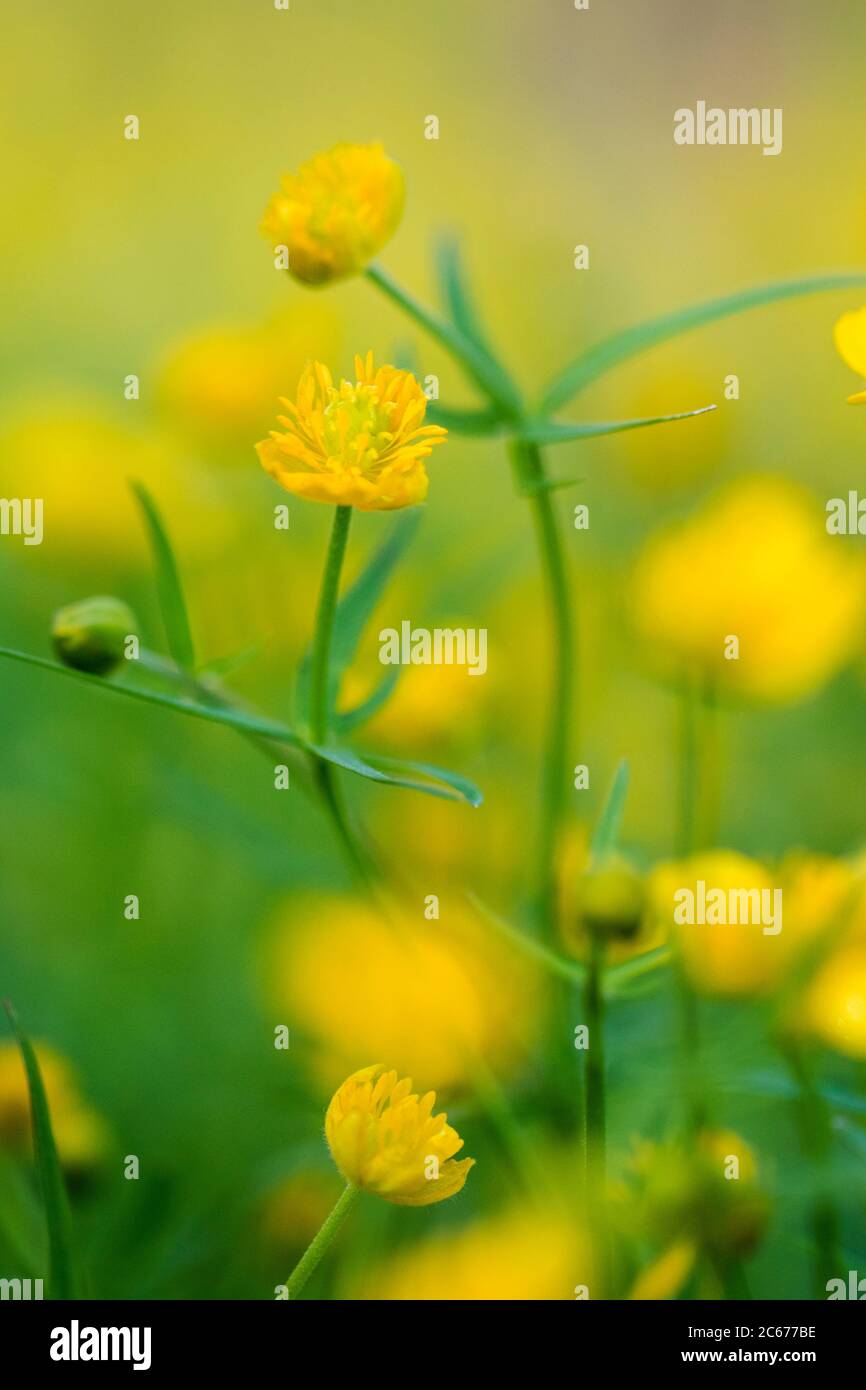 Goldilocks buttercup hi-res stock photography and images - Alamy