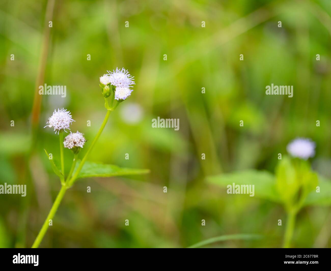 Cloue High Resolution Stock Photography and Images - Alamy