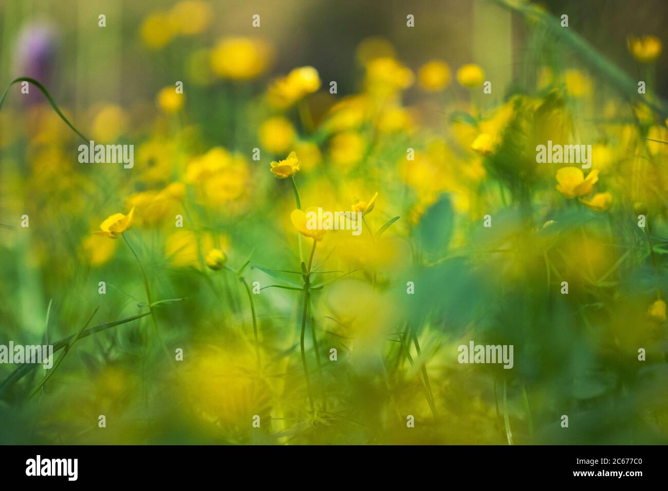 Goldilocks buttercup flowers Stock Photo - Alamy