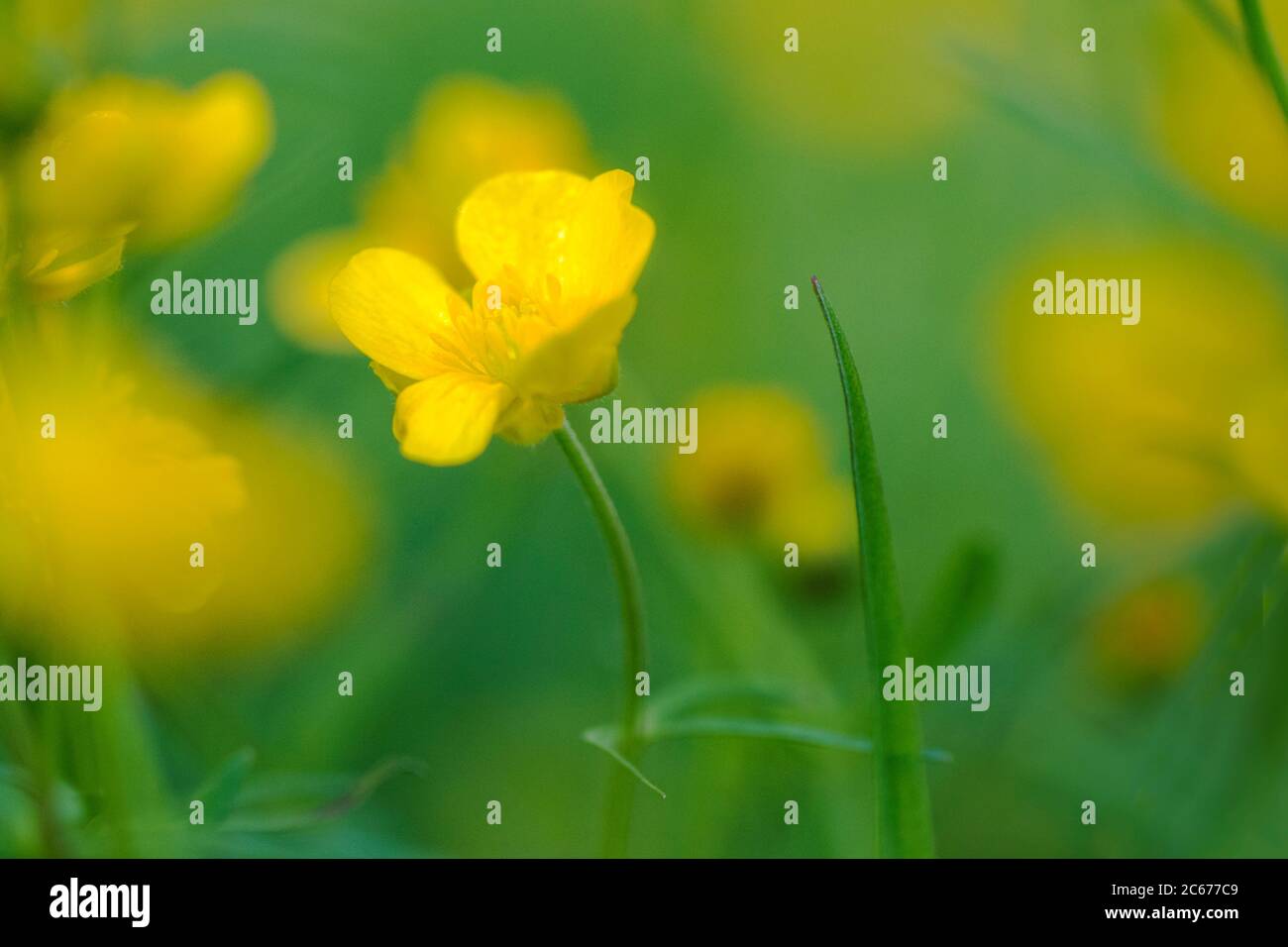 Goldilocks buttercup flowers Stock Photo - Alamy
