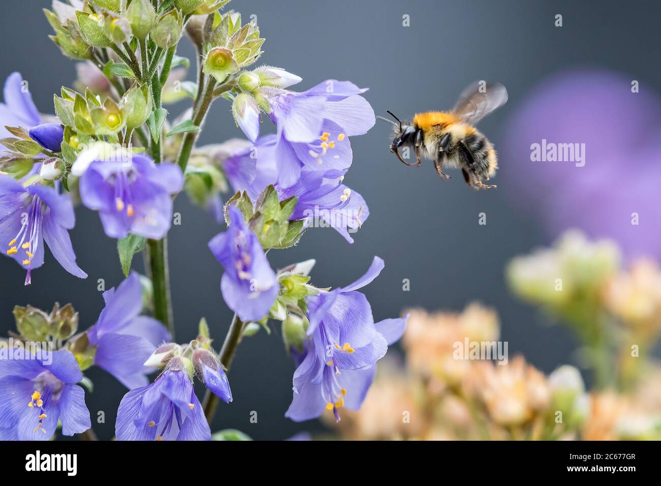 Approaching flower hi-res stock photography and images - Alamy
