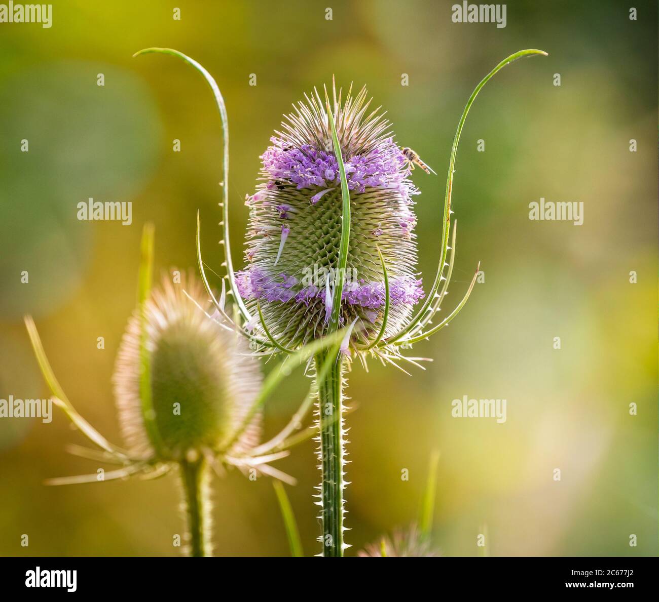 Spiky flower hi-res stock photography and images - Alamy