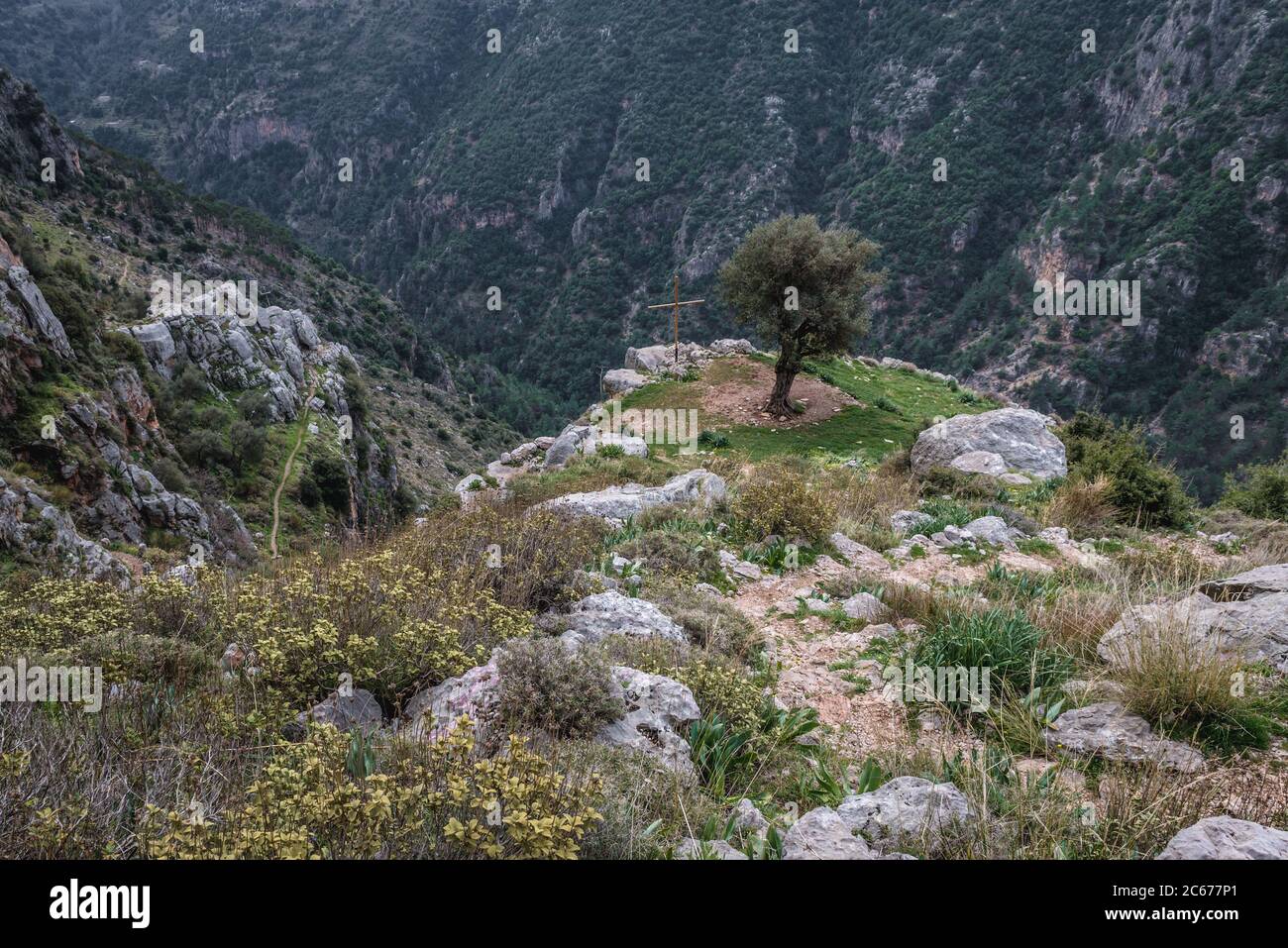 Olive tree and cross in Kadisha Valley also called Holy Valley in North ...