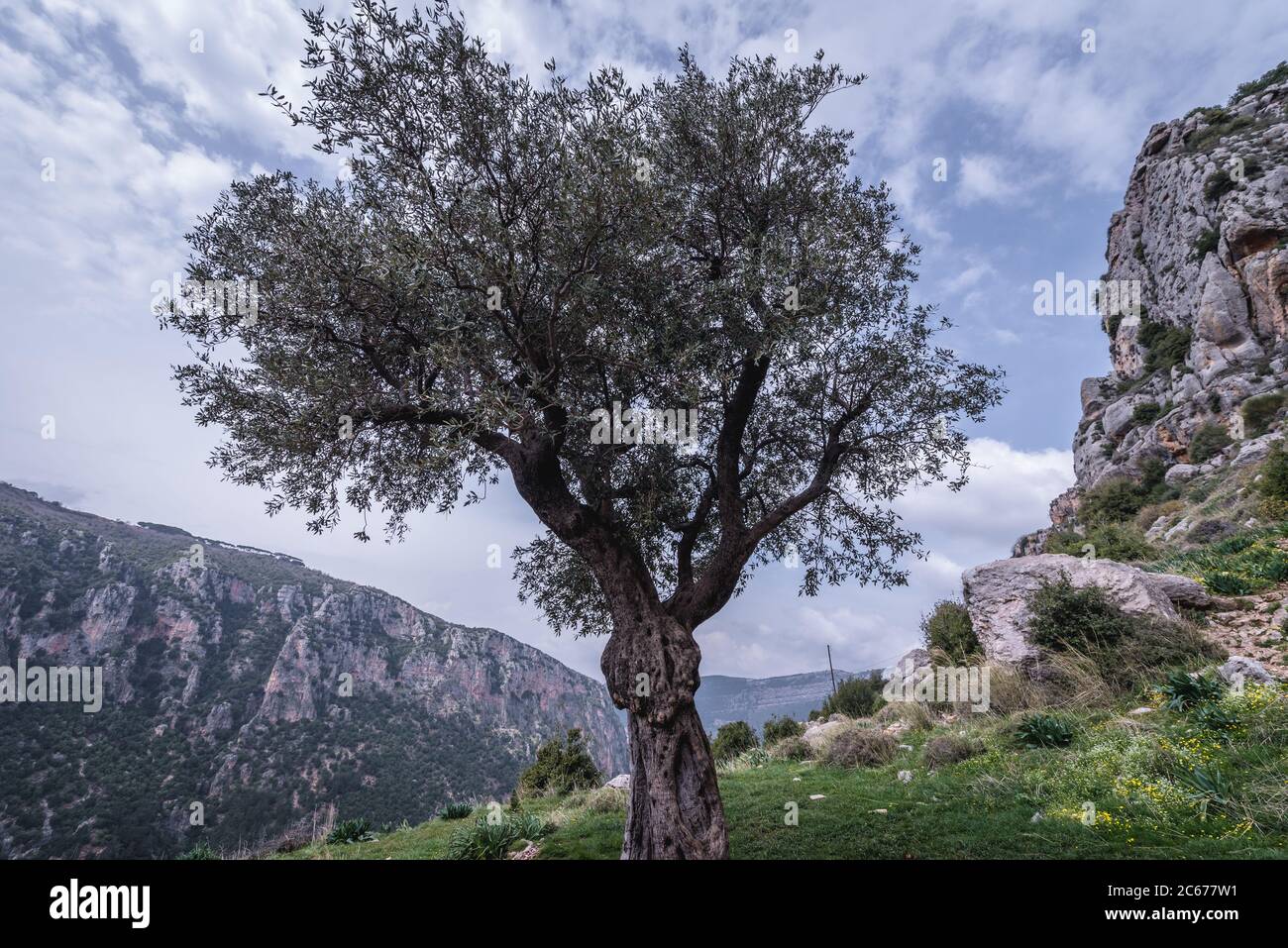 Olive tree in Kadisha Valley also called Holy Valley in North ...