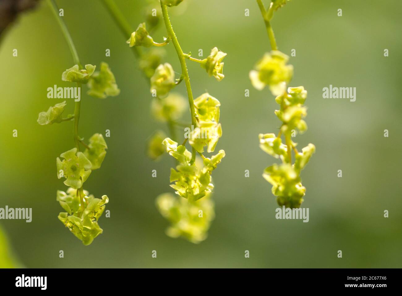 Mountain Currant blossom Stock Photo - Alamy