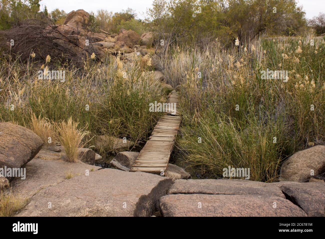 A weathered wooden pathway, crossing a small wetland on a hiking path ...