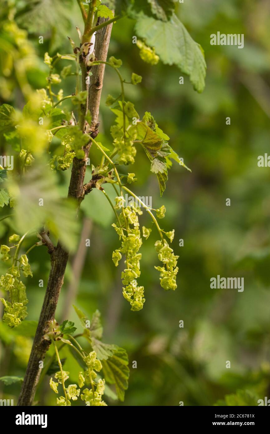 Mountain Currant blossom Stock Photo - Alamy