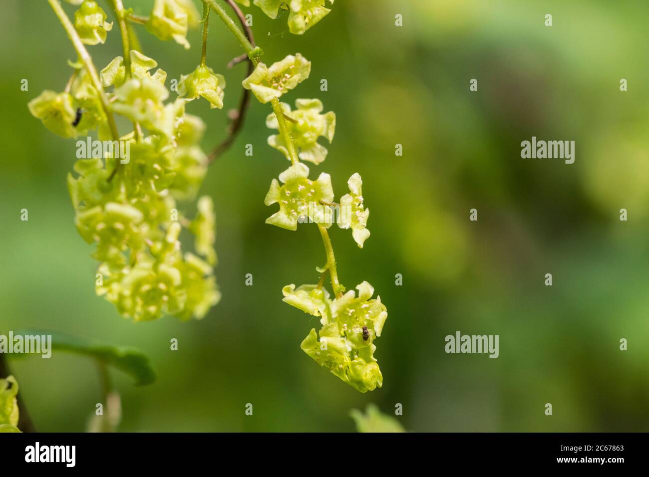 Mountain Currant blossom Stock Photo - Alamy