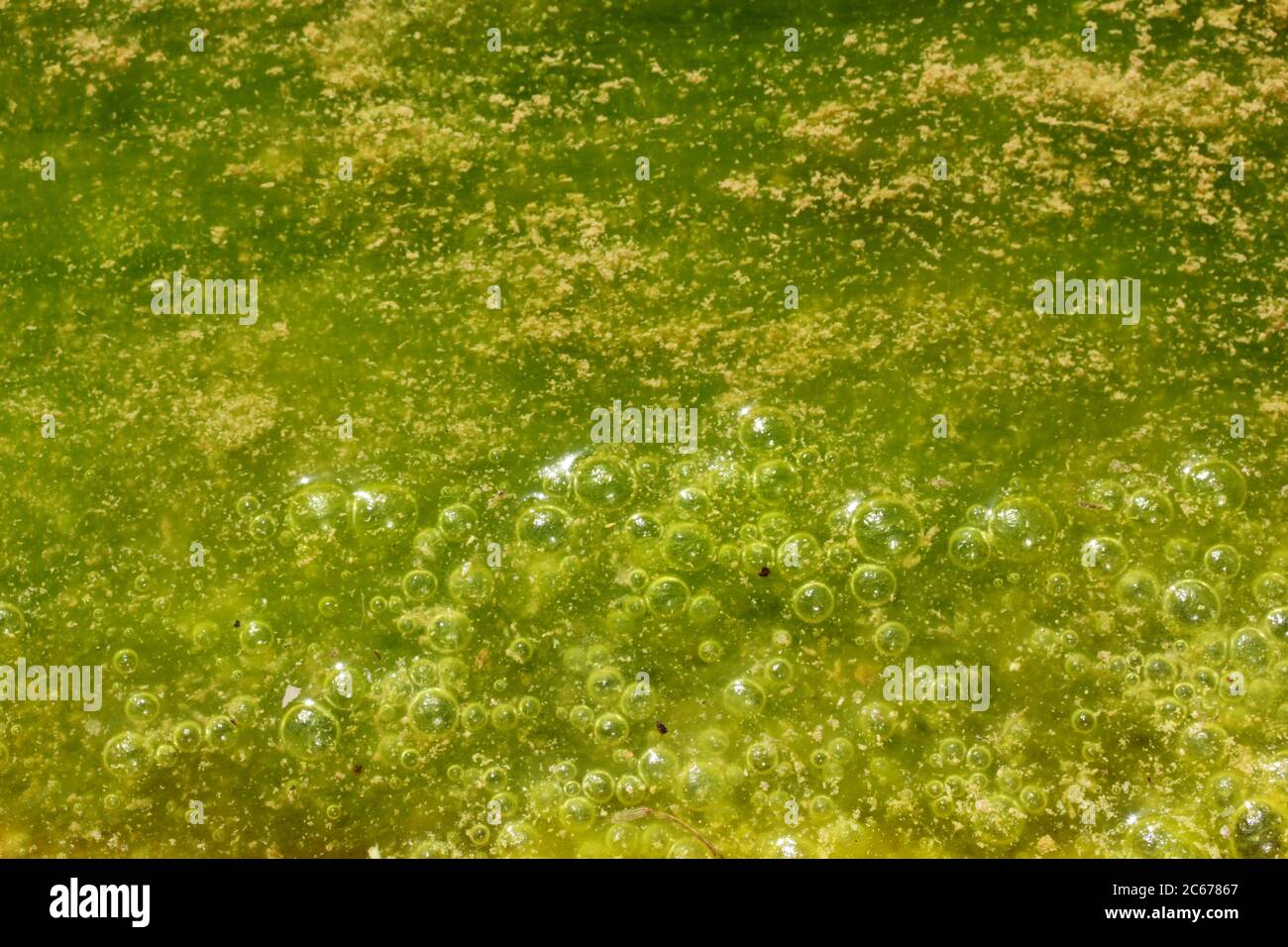 Green and yellow colors. Polluted water with algae Stock Photo - Alamy