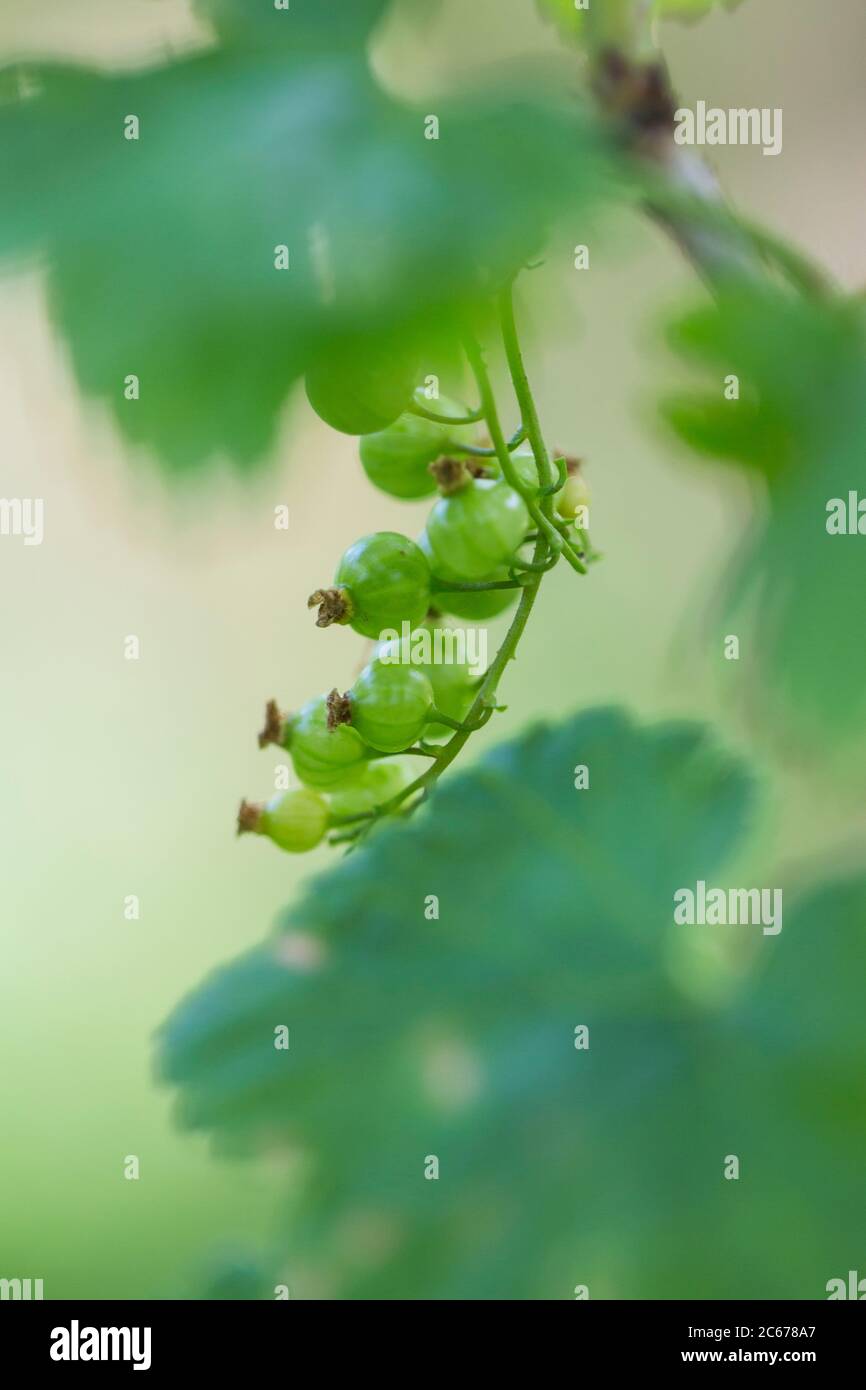 Mountain Currant berries Stock Photo - Alamy