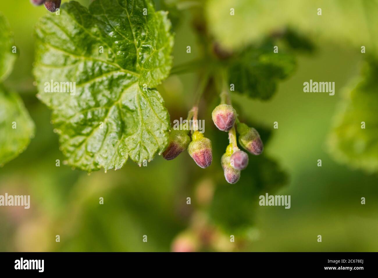 Black Currant flower buds Stock Photo - Alamy
