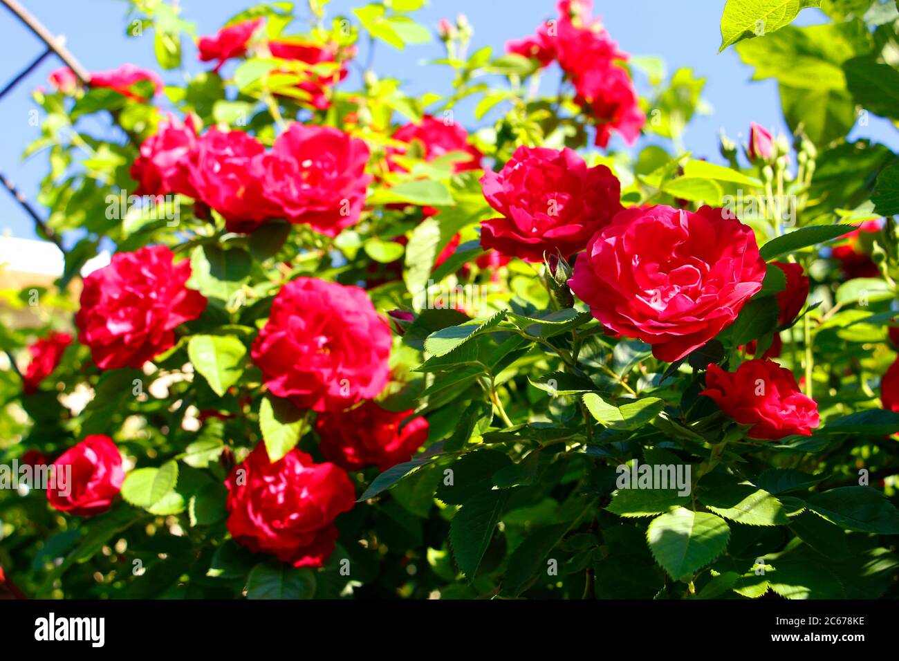 Beautiful red roses grow in the garden. Weaving roses. A lot of green ...