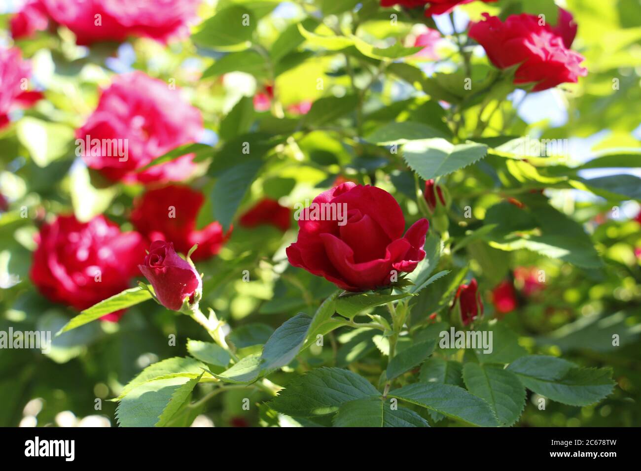 Beautiful red roses grow in the garden. Weaving roses. A lot of green ...