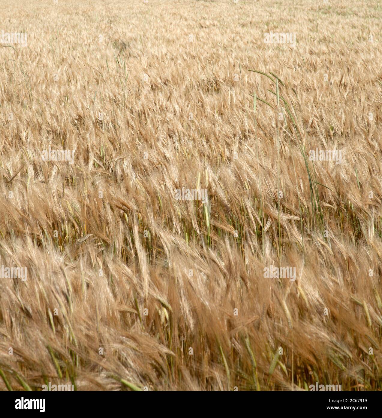 Cereal fields before harvesting. Wheat field Stock Photo - Alamy