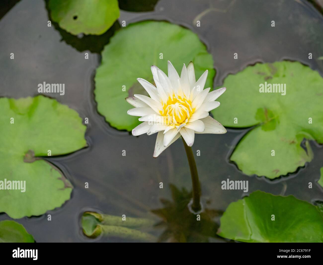 Nilufer lake hi-res stock photography and images - Alamy