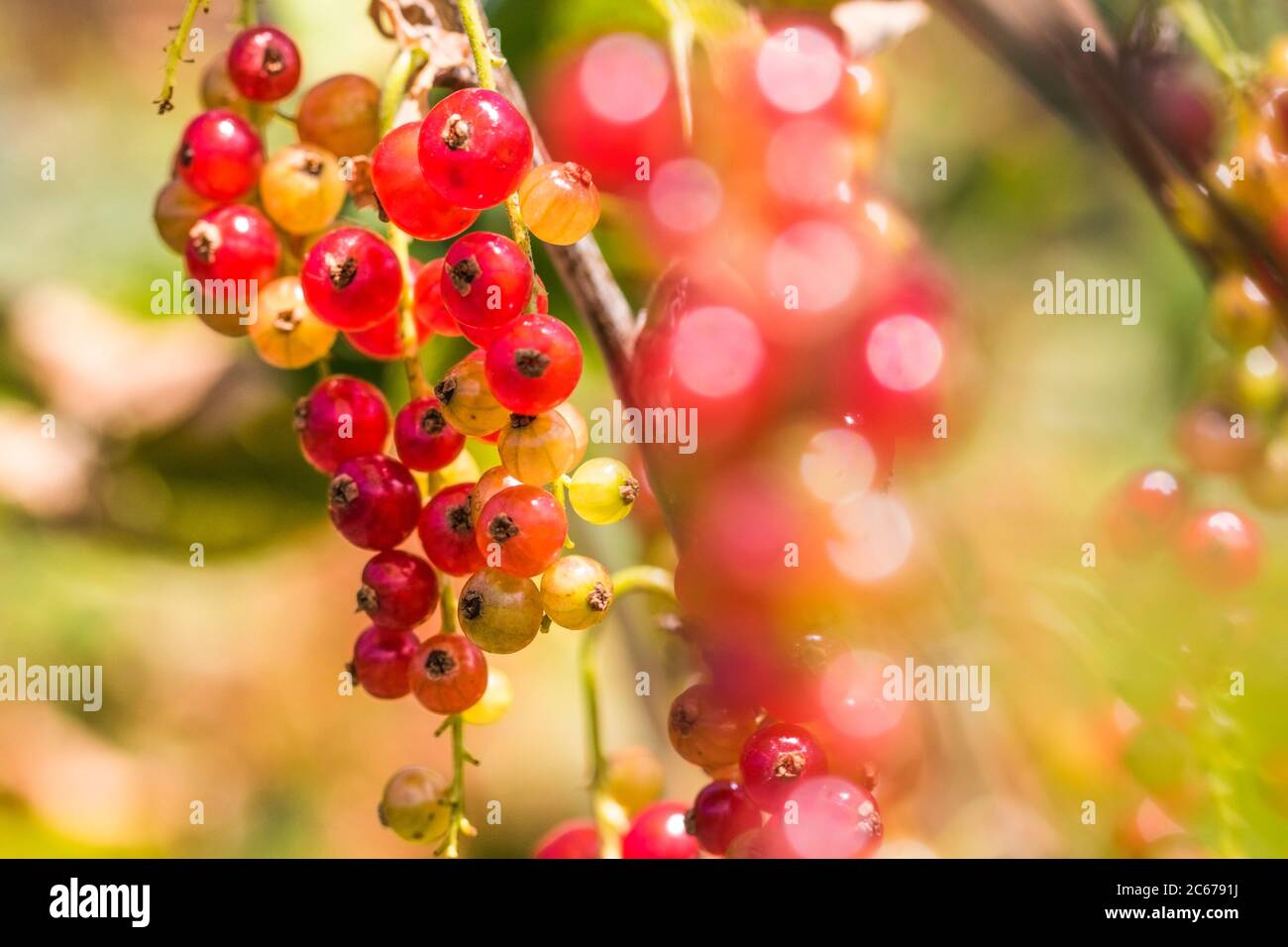 Red currant berries Stock Photo - Alamy