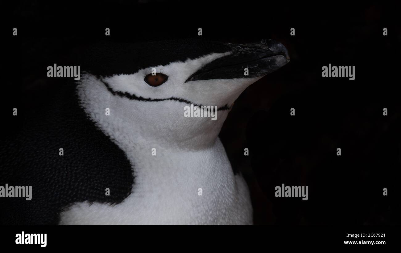 In penguin cave in penguin cave hi-res stock photography and images - Alamy