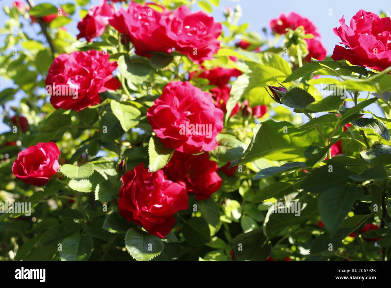 Beautiful red roses grow in the garden. Weaving roses. A lot of green ...